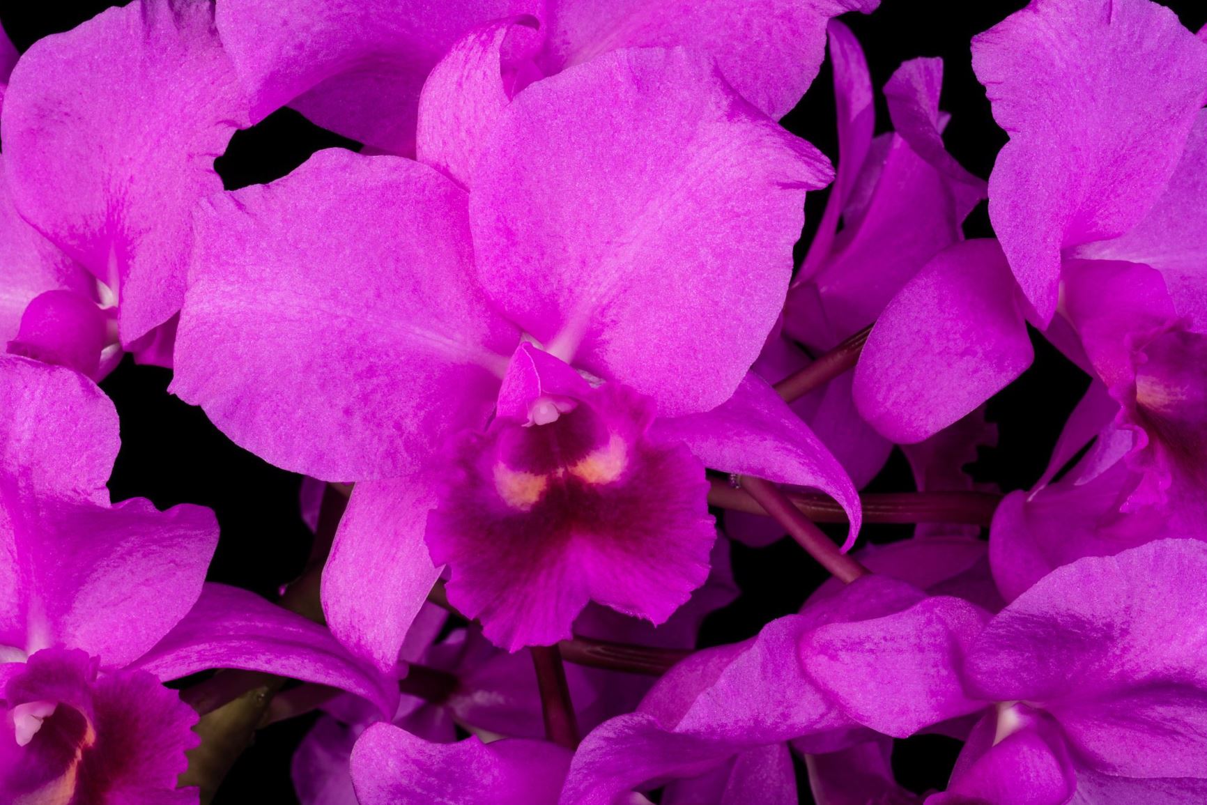 × Cattlianthe Portia 'Gloriosa' - Cattlianthe clonal hybrid ...