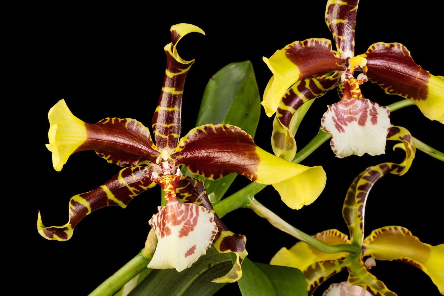 Rossioglossum Rawdon Jester - Rossioglossum hybrid | Smithsonian Gardens