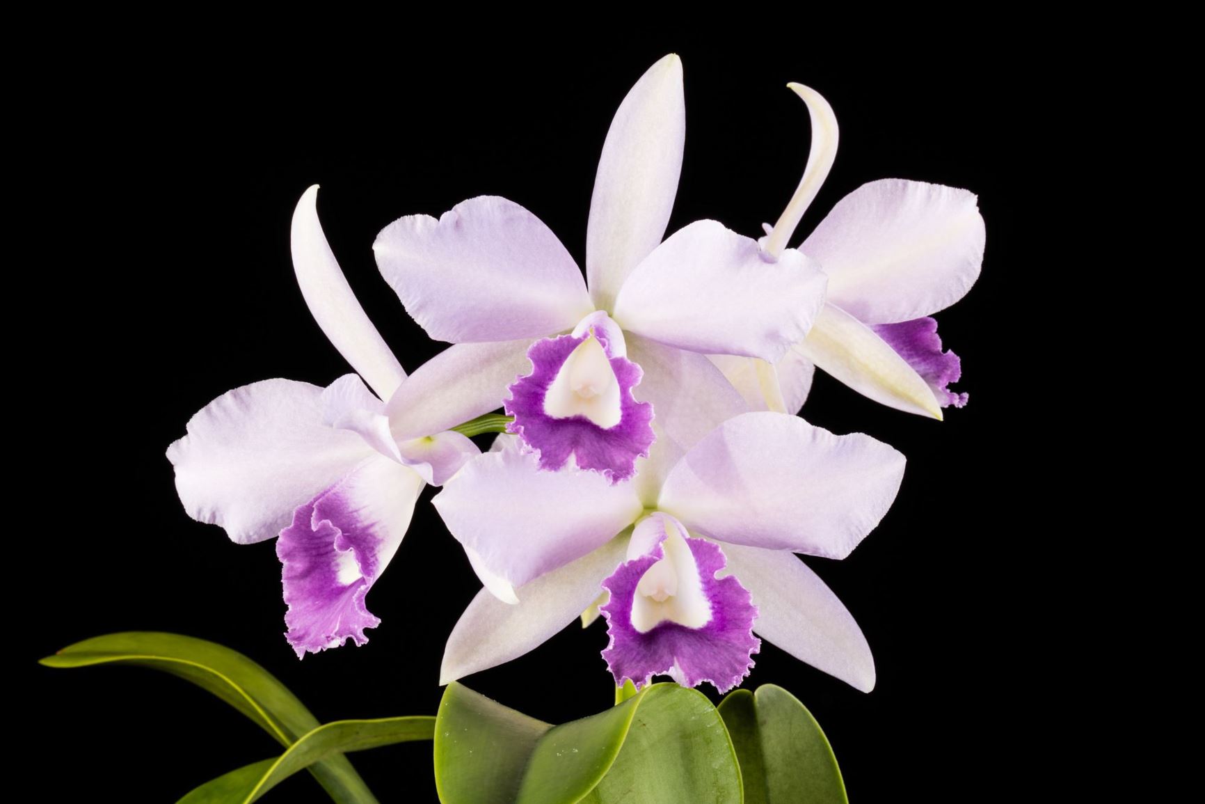 × Cattlianthe Blue Angel 'Glove' - Cattlianthe clonal hybrid ...