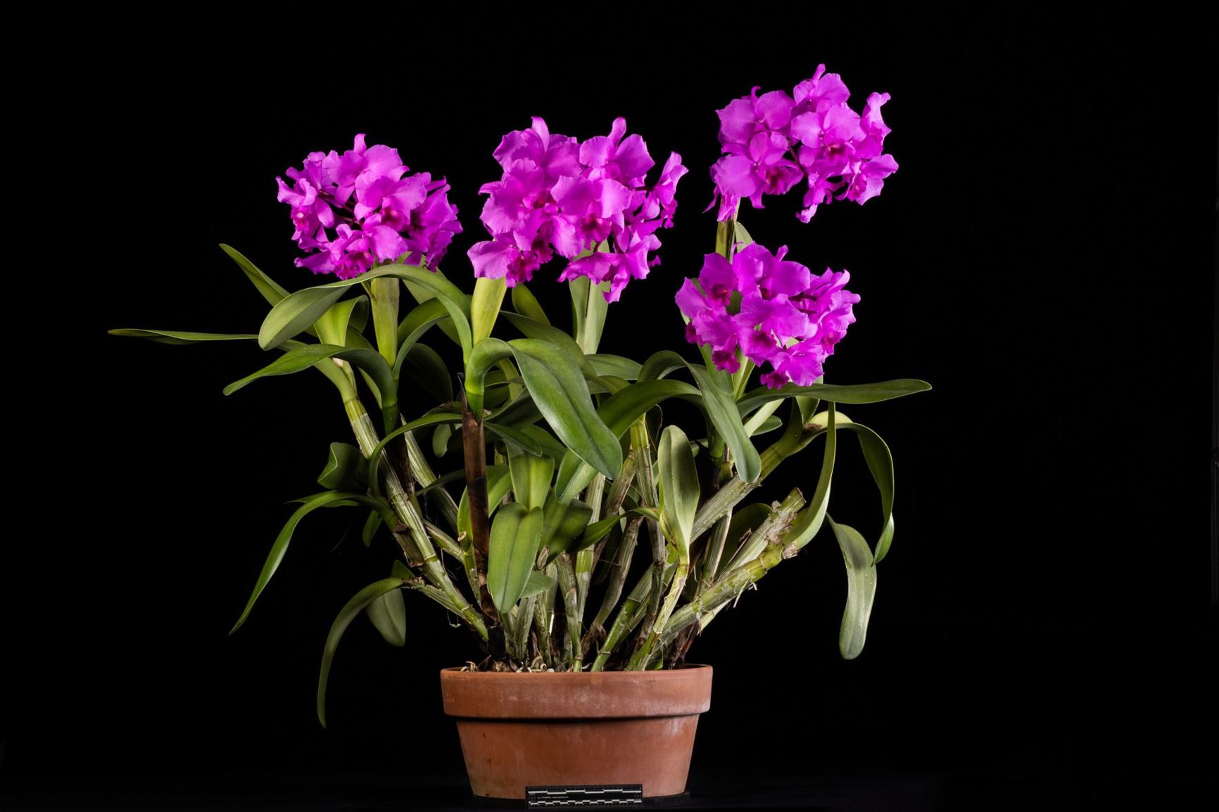 × Cattlianthe Portia 'Gloriosa' - Cattlianthe clonal hybrid ...