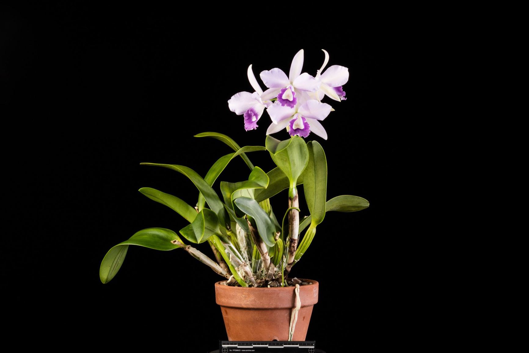 × Cattlianthe Blue Angel 'Glove' - Cattlianthe clonal hybrid ...