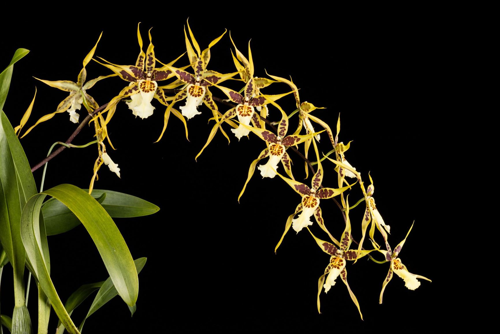 × Brassidium Yellow Star 'Stellar' - Brassidium clonal hybrid ...