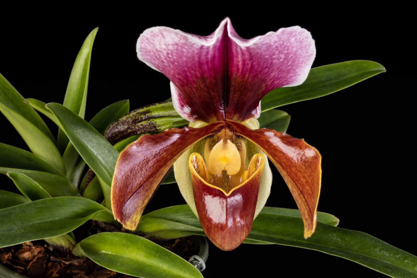 Paphiopedilum Evansrose 'Woodland Hills' - Slipper orchid clonal hybrid ...