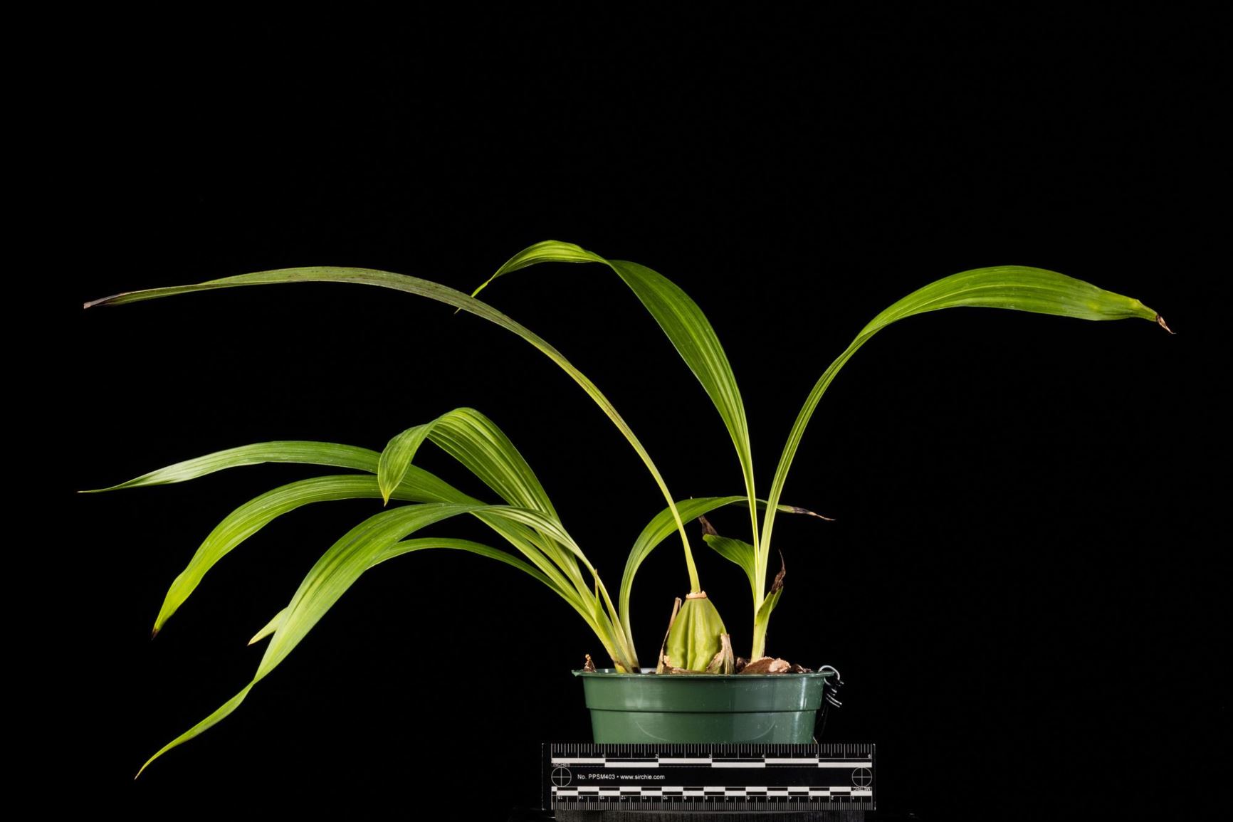 Ida locusta - Locust Green Ida, Locust Green Sudamerlycaste ...