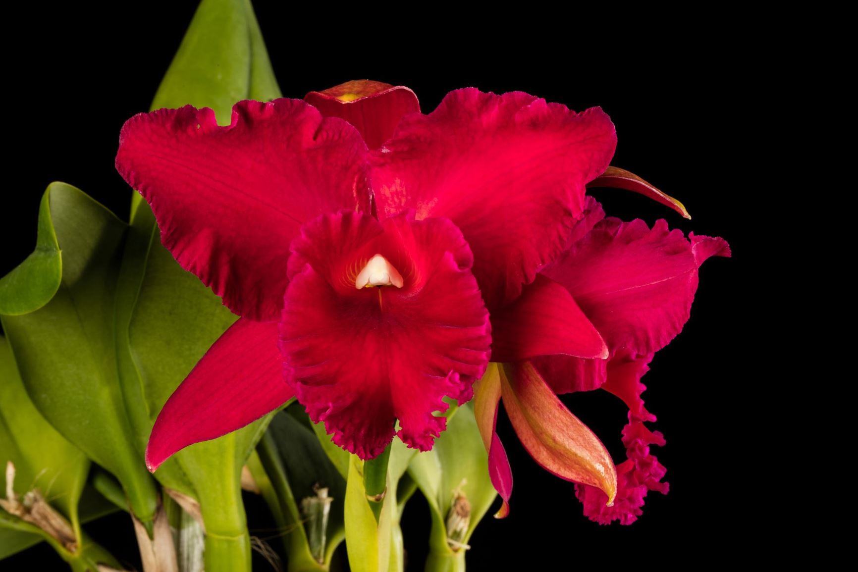 Cattleya Vallezac 'Evelyn' - Cattleya clonal hybrid | Smithsonian Gardens