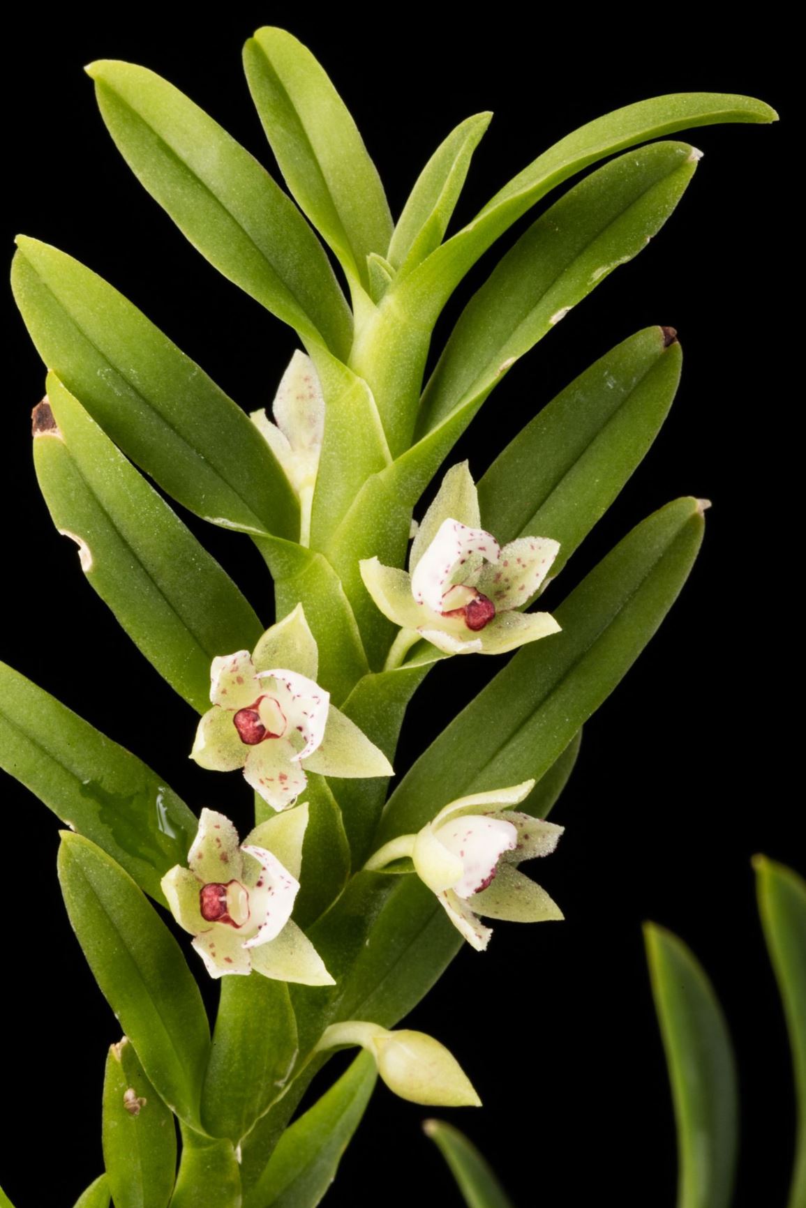 Dichaea ancoraelabia | Smithsonian Gardens