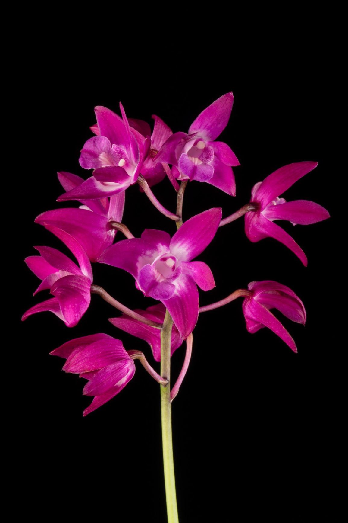 Dendrobium Jonathan's Glory 'Dark Joy' - Dendrobium clonal hybrid ...