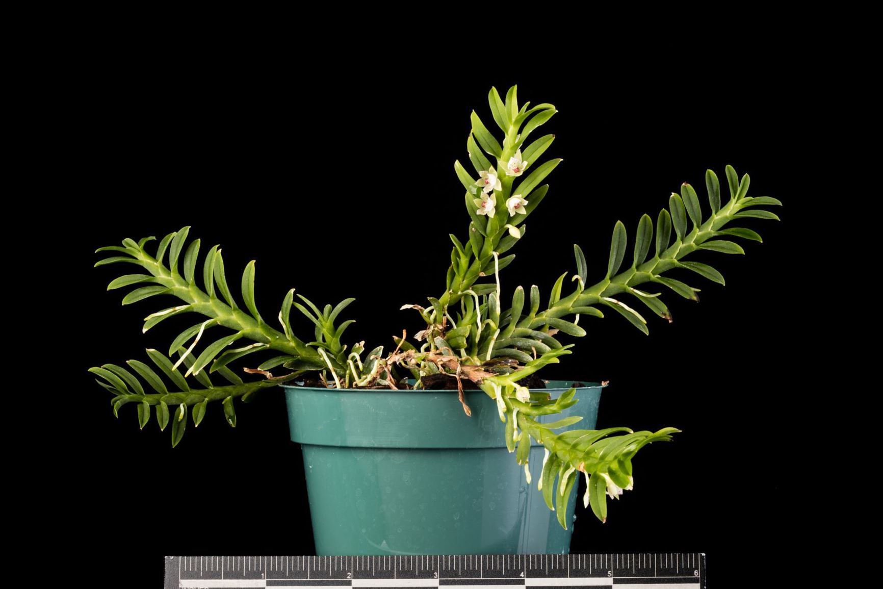 Dichaea ancoraelabia | Smithsonian Gardens