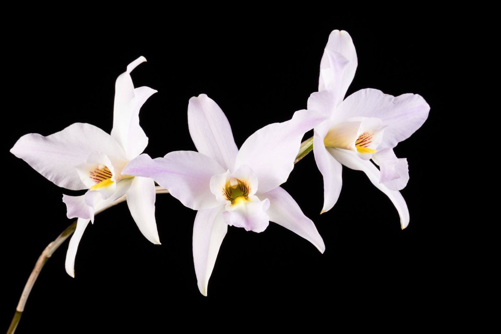 Laelia anceps ('Flora Queen' × 'Helen') - The Two-Edged Laelia clone ...