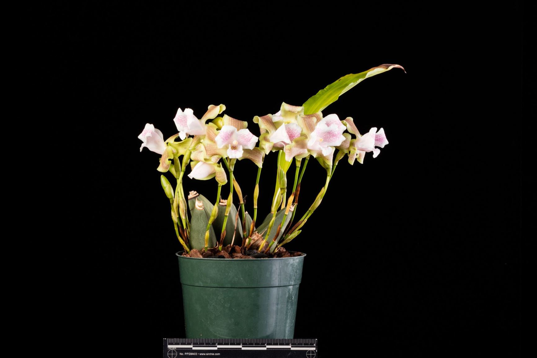 Lycaste brevispatha - The Short-Spathed Lycaste | Smithsonian Gardens