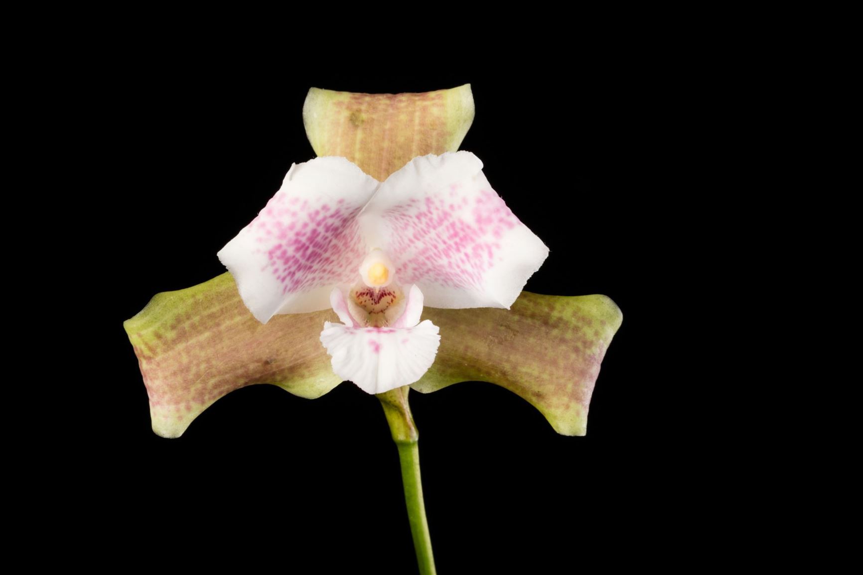 Lycaste brevispatha - The Short-Spathed Lycaste | Smithsonian Gardens