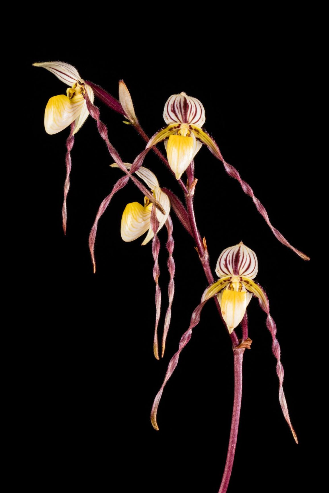 Paphiopedilum philippinense - The Philippines Paphiopedilum ...