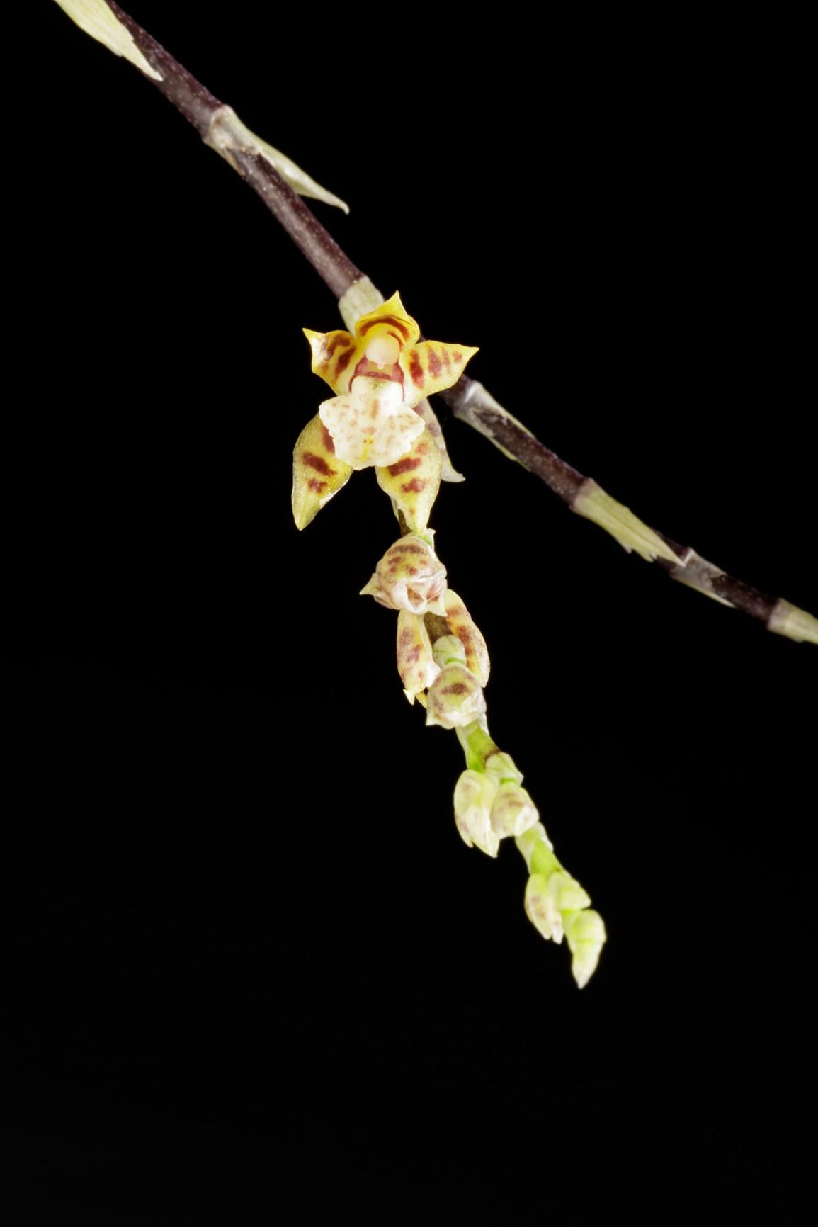 Brassia horichii - Horich's Brassia | Smithsonian Gardens