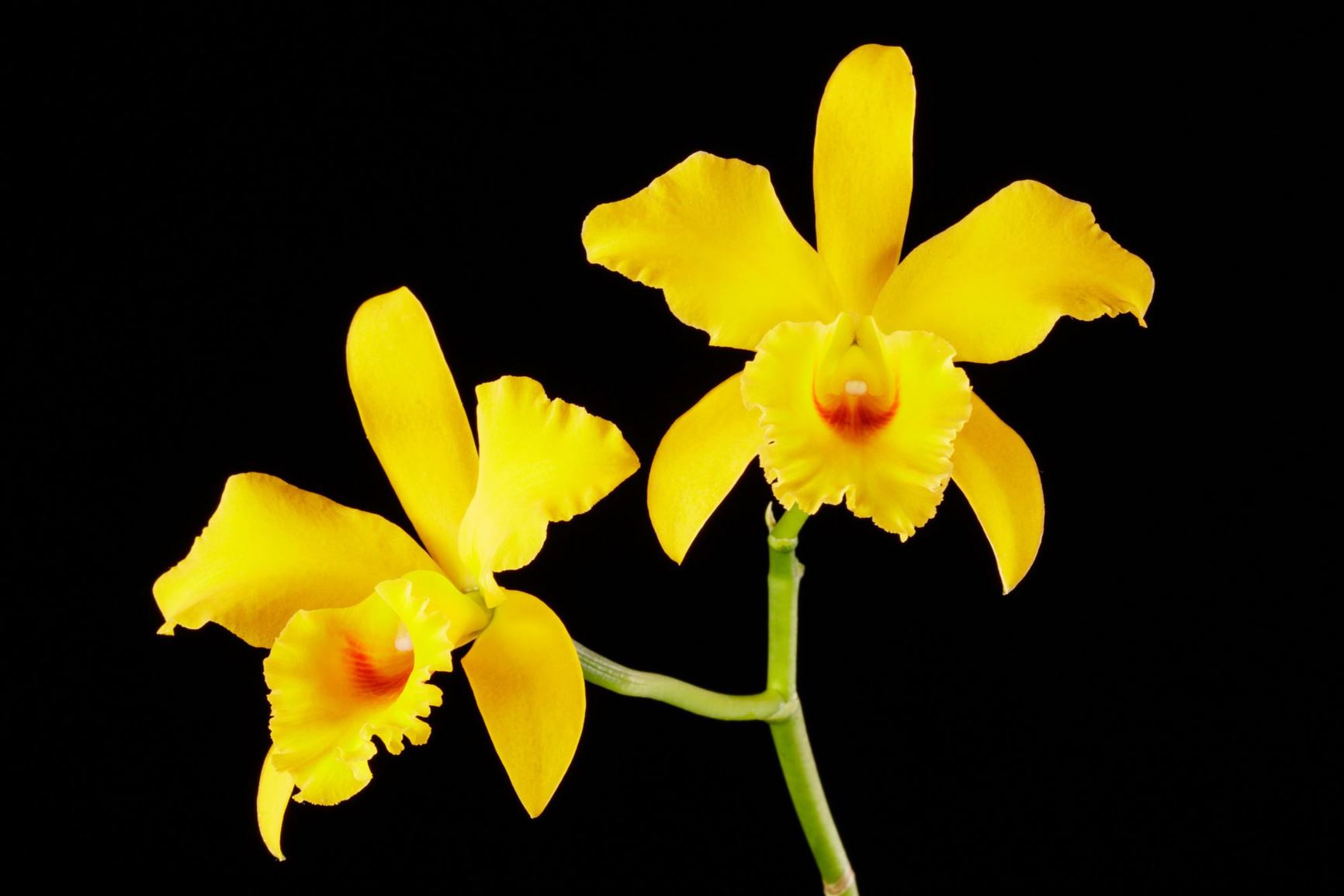 × Rhyncattleanthe Yellow Buttons 'Kiss of Red' - Rhyncattleanthe clonal ...