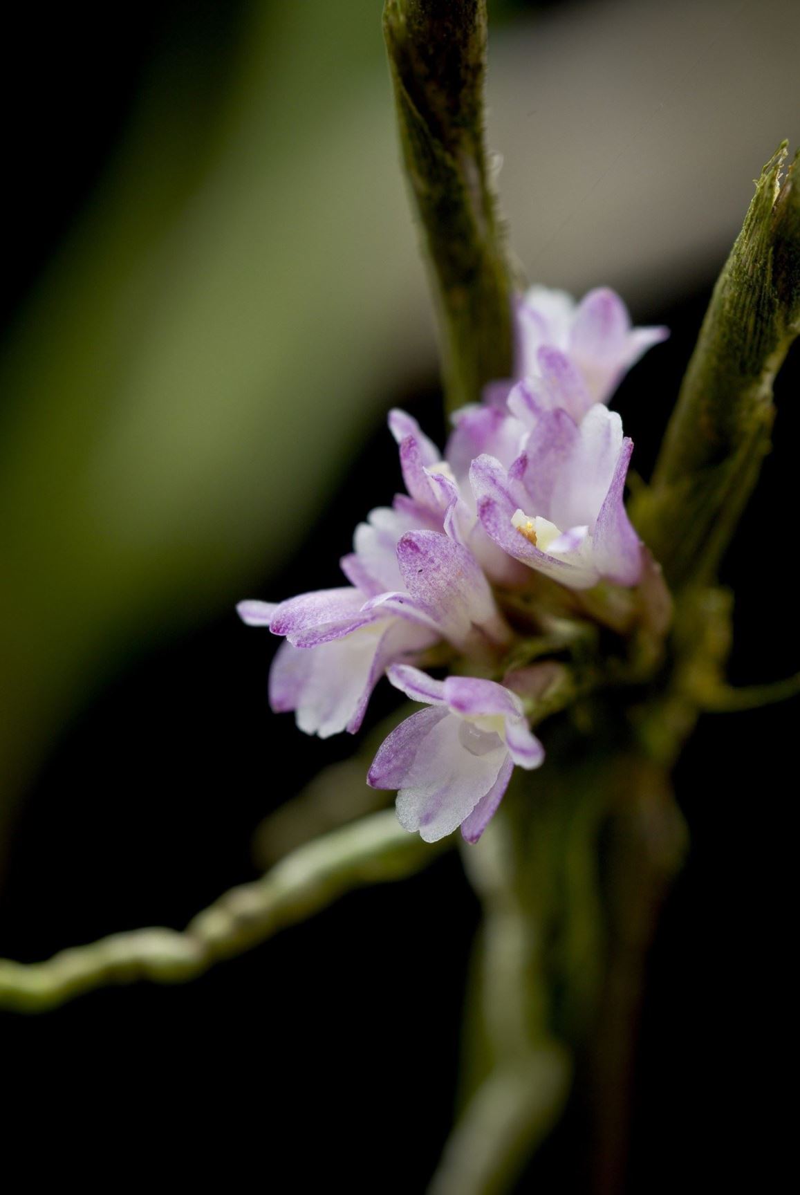 Scaphyglottis graminifolia - The Grass-like Leafed Scaphyglottis ...