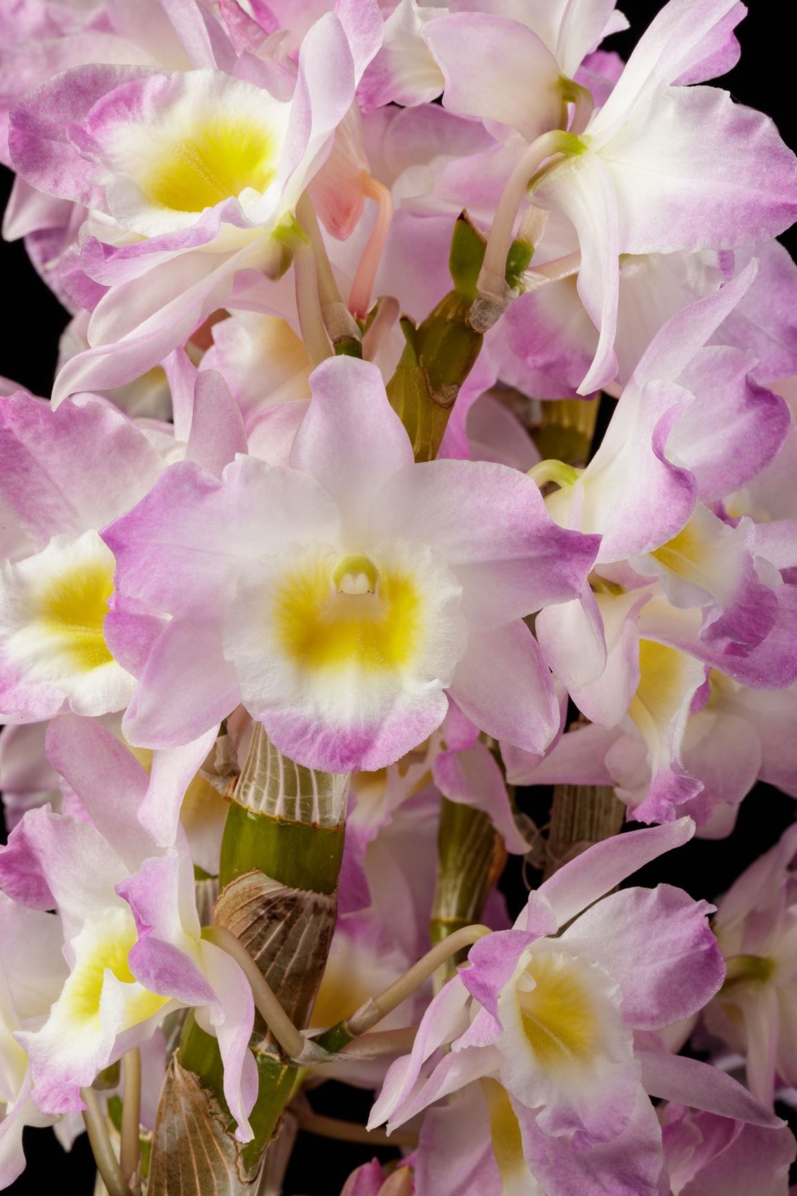 Dendrobium Fancy Angel 'Lycee' - Dendrobium clonal hybrid | Smithsonian ...