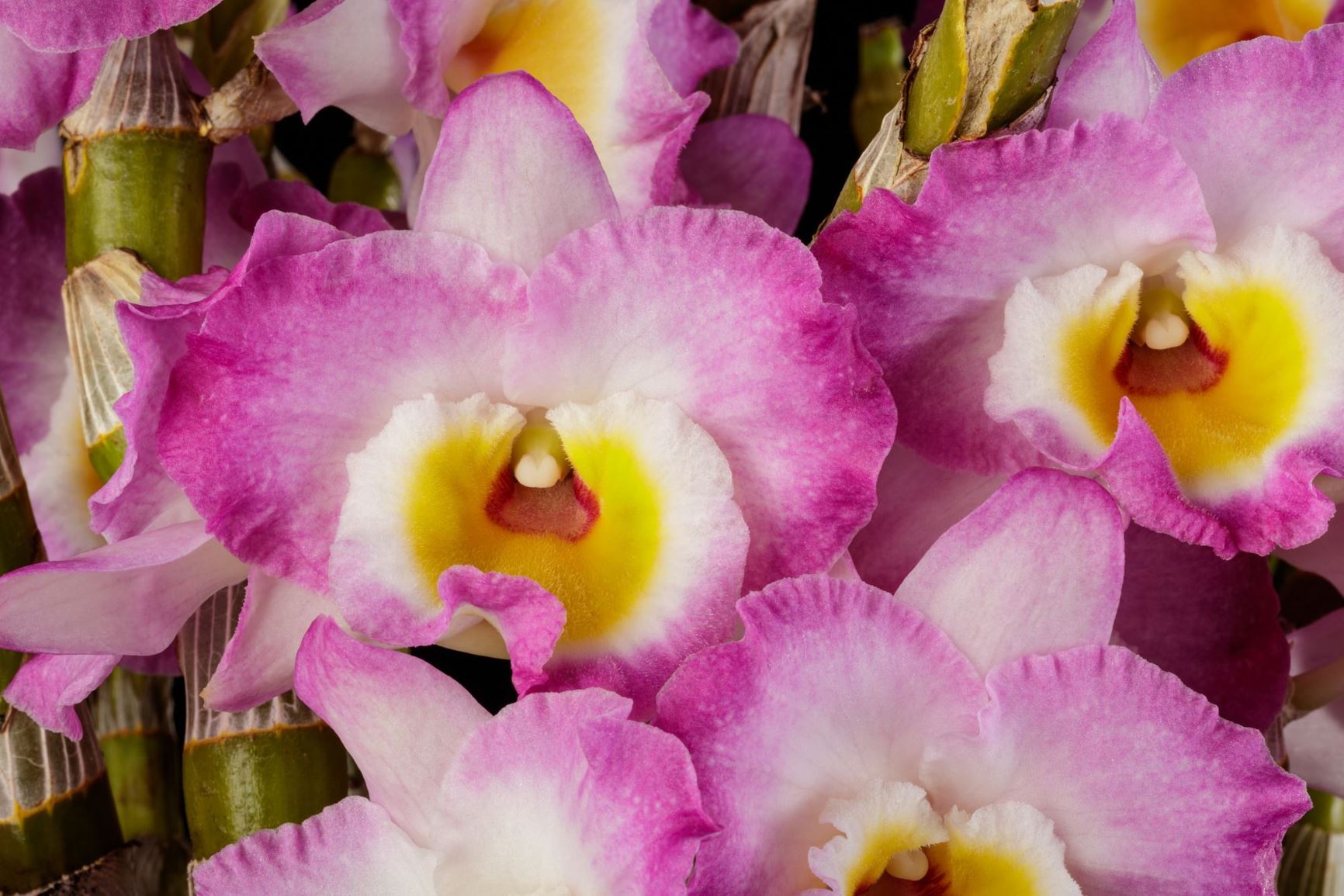 Dendrobium Angel Moon 'Love Letter' - Dendrobium clonal hybrid ...