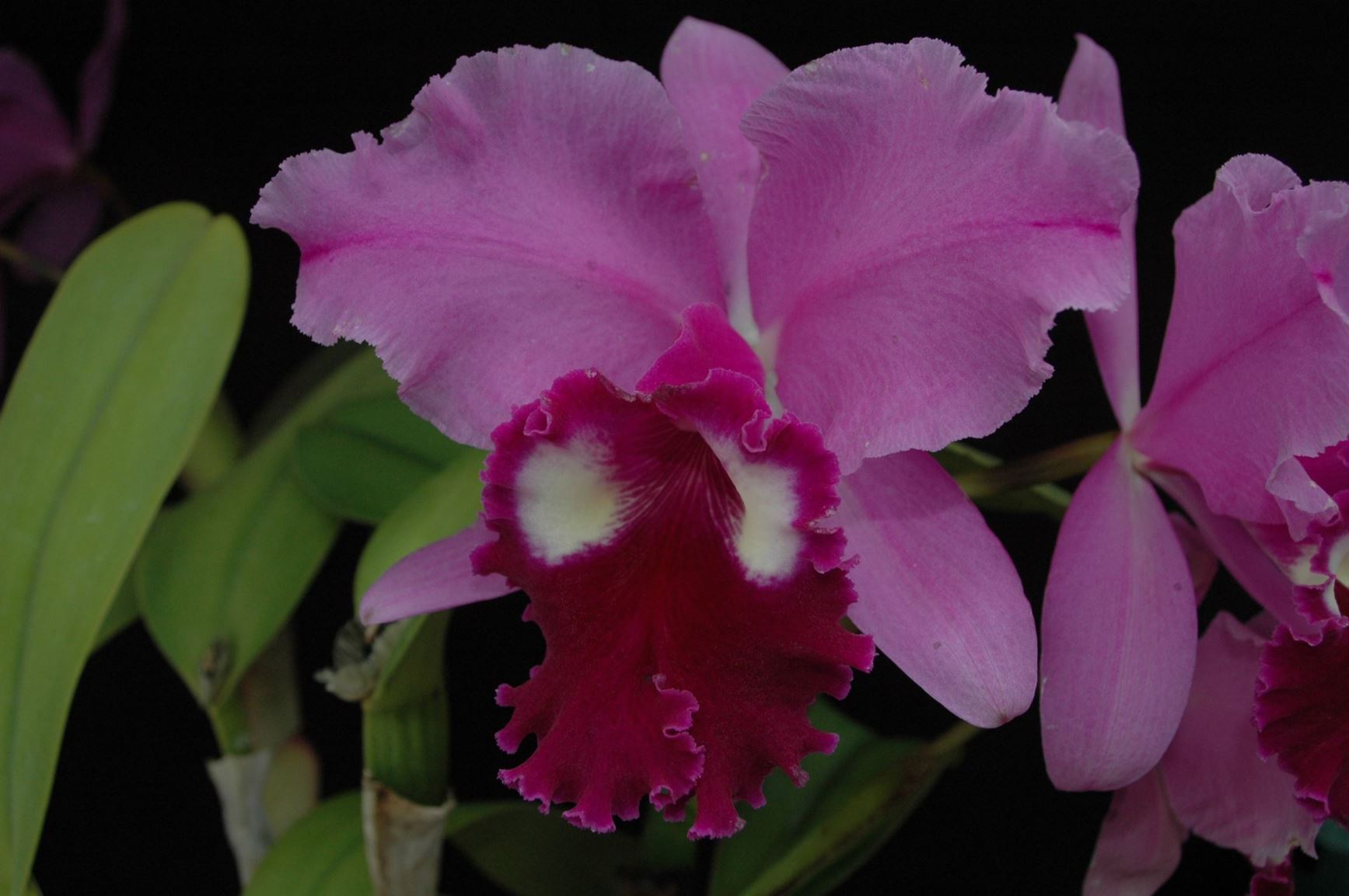 Cattleya George Baldwin 'Shore Orchid Growers' - Cattleya clonal hybrid ...