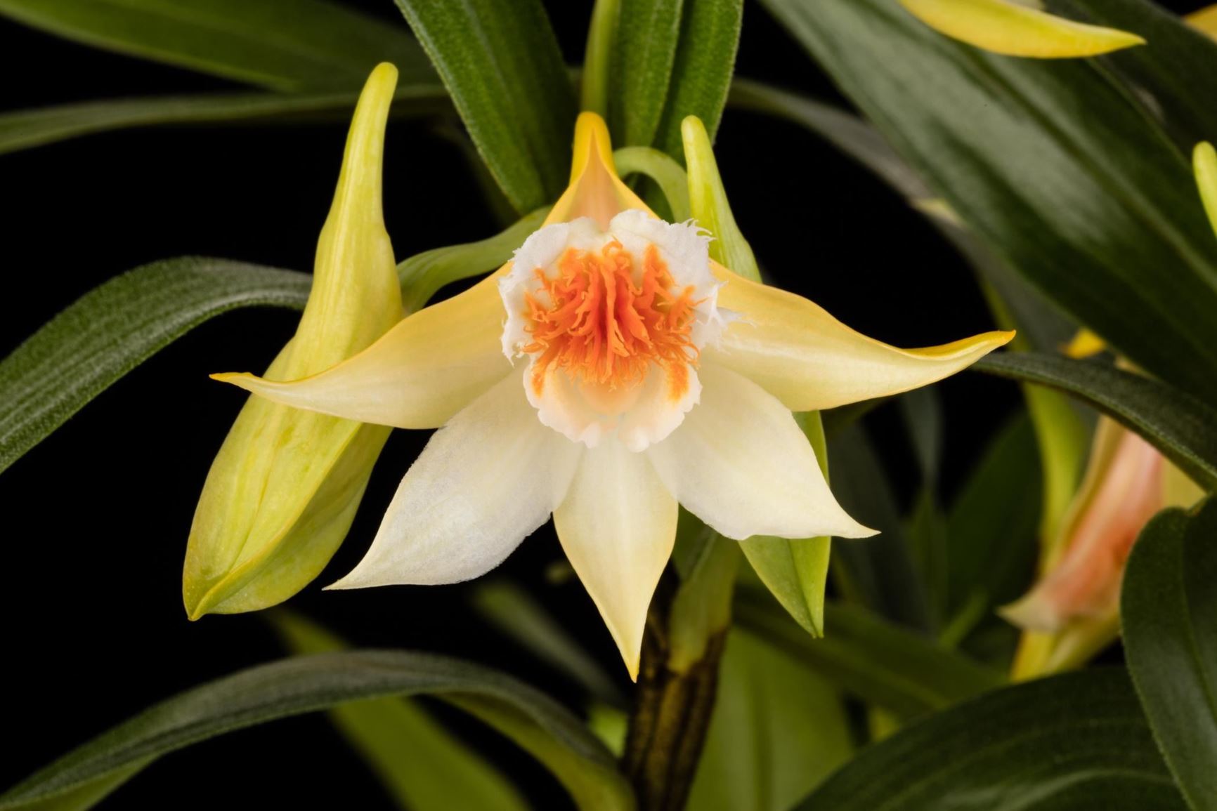 Plant Explorer | Smithsonian Gardens